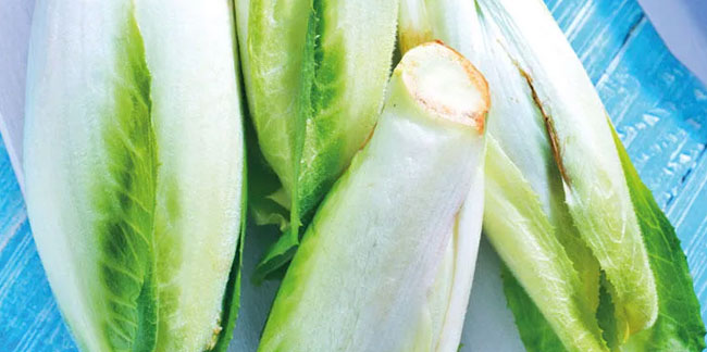 ‘Tıbbi bitki listesi’nin 180’inci üyesi Beyaz Hindiba ...